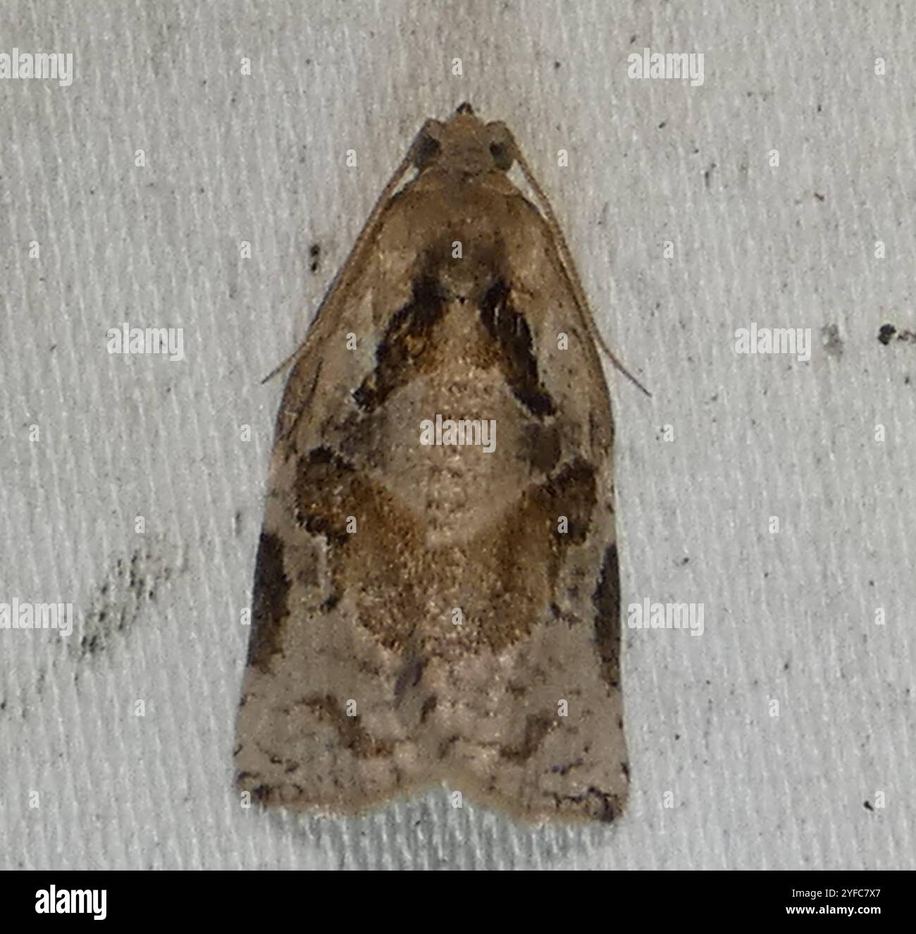 Archips hi-res stock photography and images - Alamy