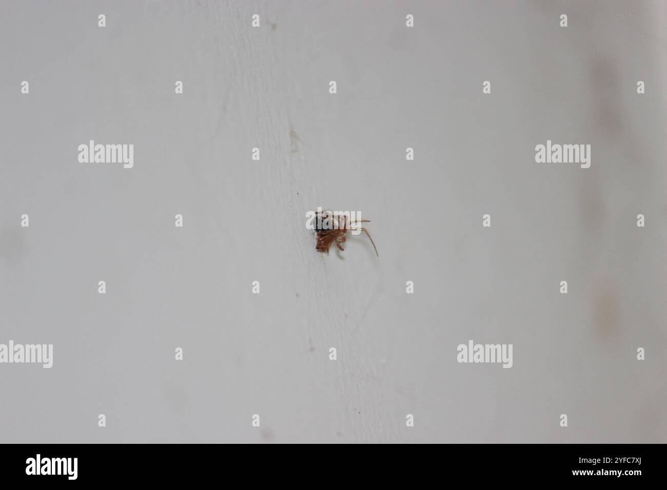 Nesticodes rufipes hi-res stock photography and images - Alamy