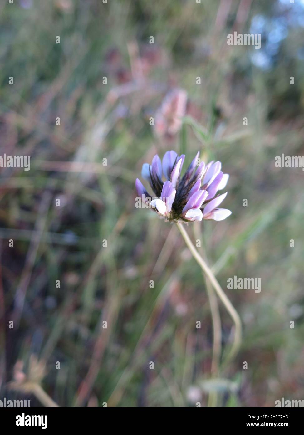 arabian pea (Bituminaria bituminosa Stock Photo - Alamy