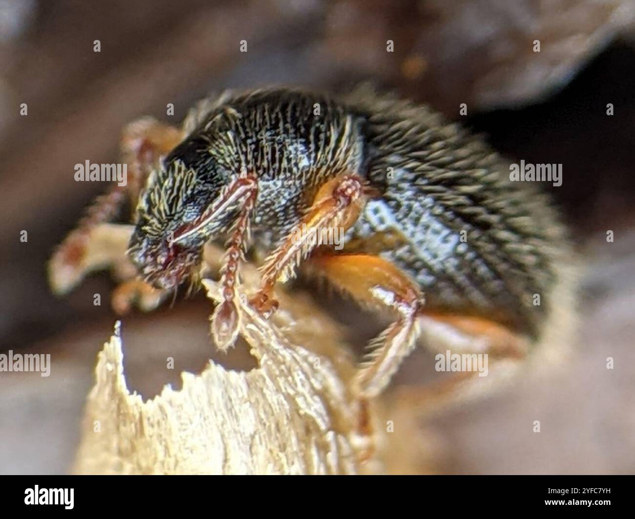 Hairy Spider Weevil (Barypeithes pellucidus Stock Photo - Alamy
