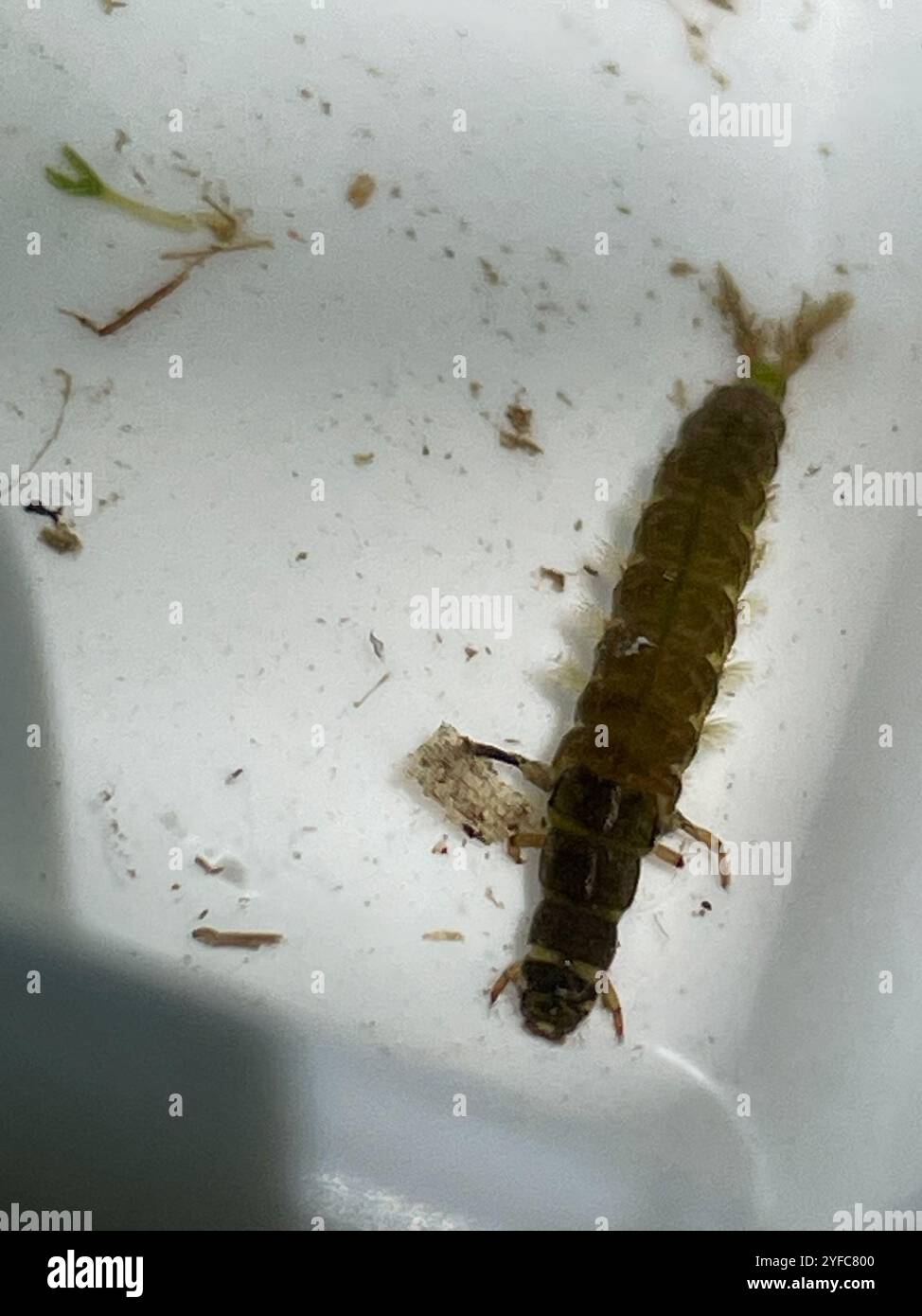 Net-spinning Caddisflies (Hydropsychidae Stock Photo - Alamy