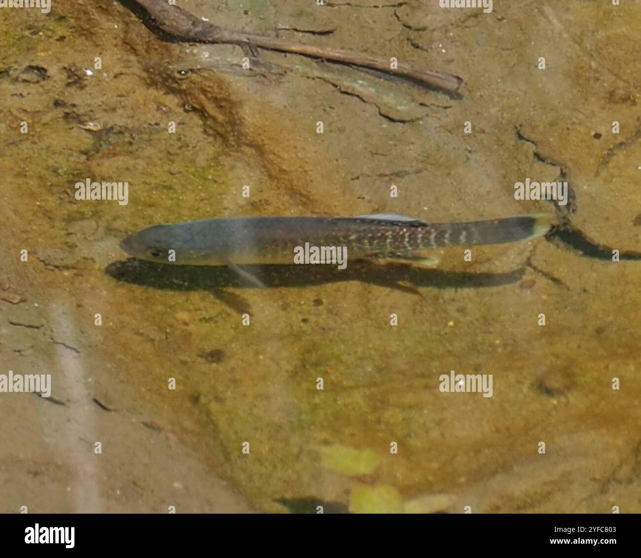 Mummichog (Fundulus heteroclitus Stock Photo - Alamy