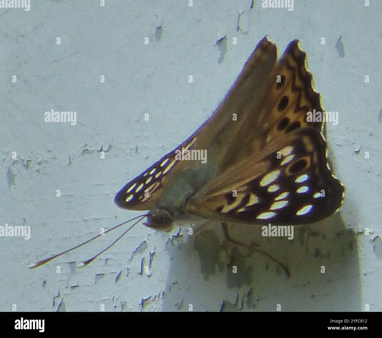 Hackberry Emperor (Asterocampa celtis Stock Photo - Alamy