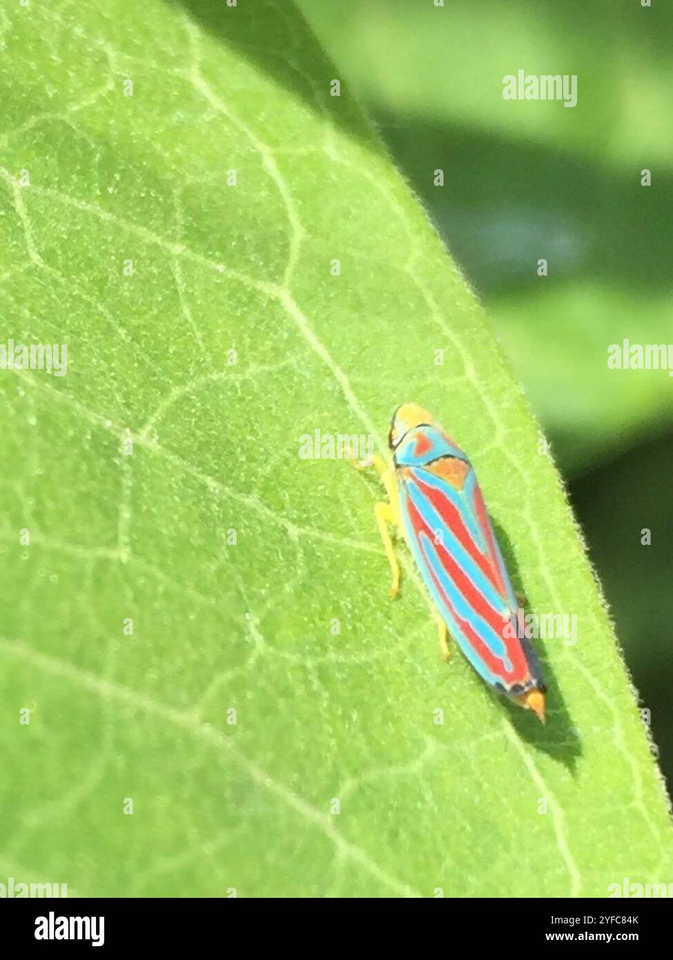 Red-banded Leafhopper (Graphocephala coccinea Stock Photo - Alamy