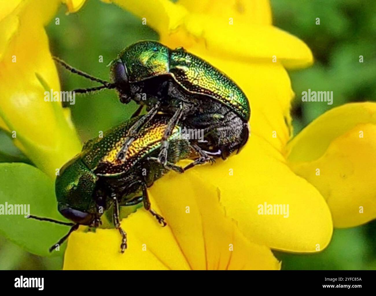 Leaf Beetles (Chrysomelidae Stock Photo - Alamy