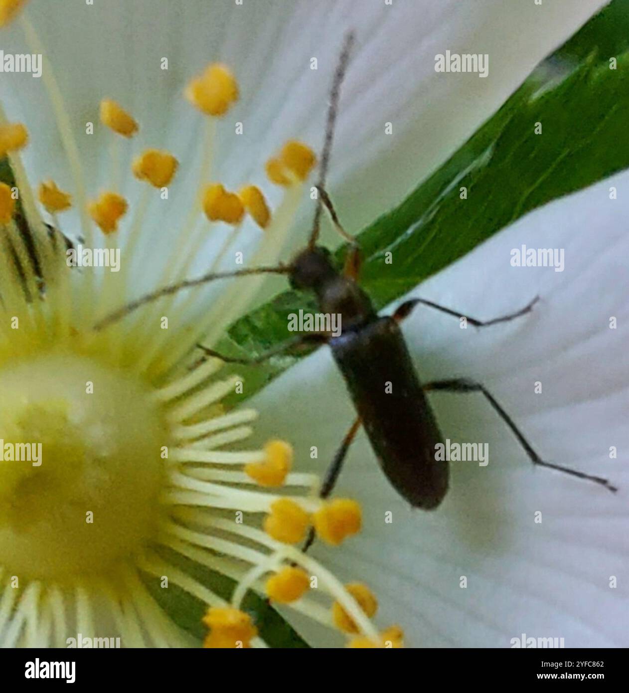 common grammoptera (Grammoptera ruficornis Stock Photo - Alamy