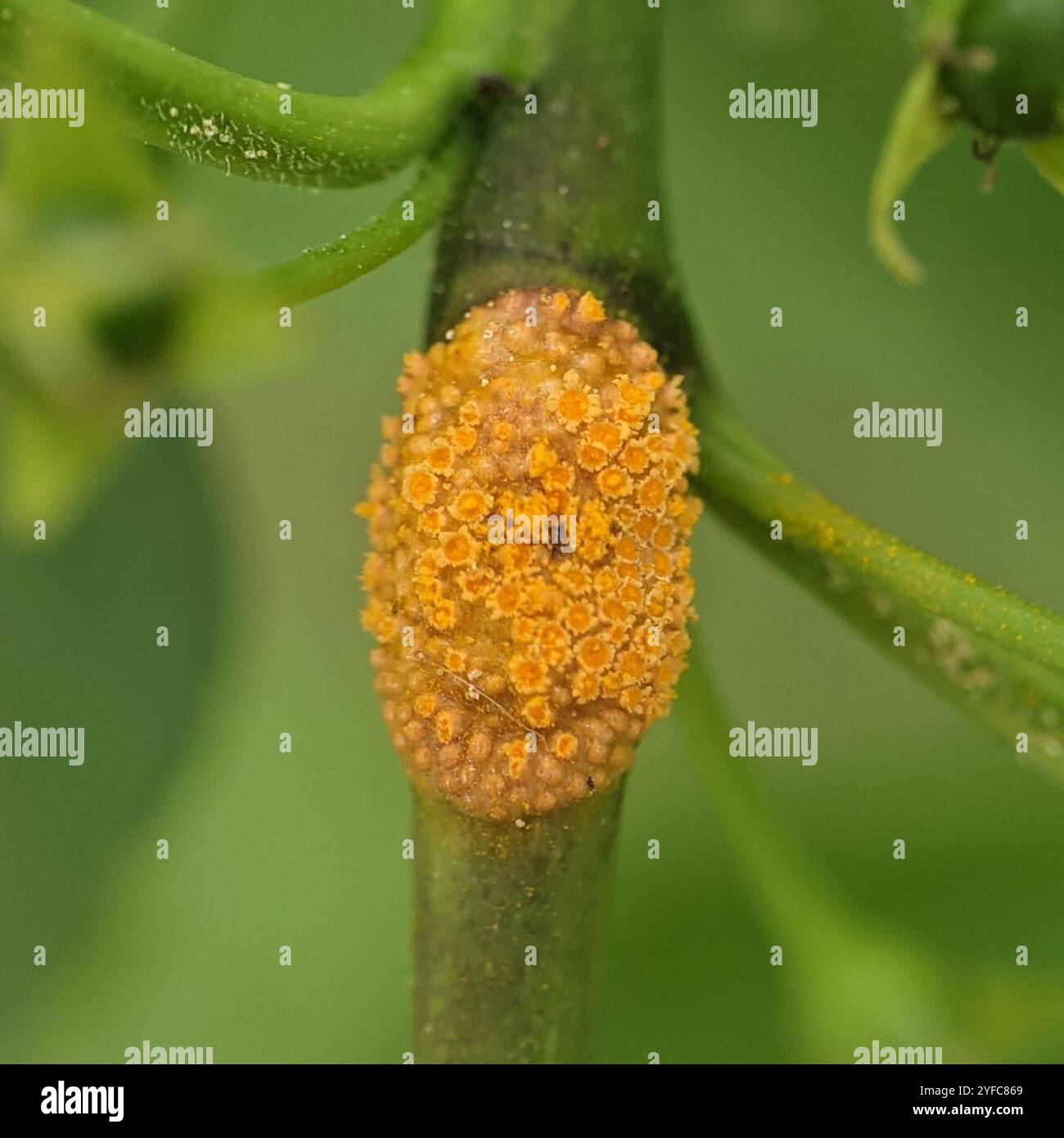 Crown Rust (Puccinia coronata Stock Photo - Alamy