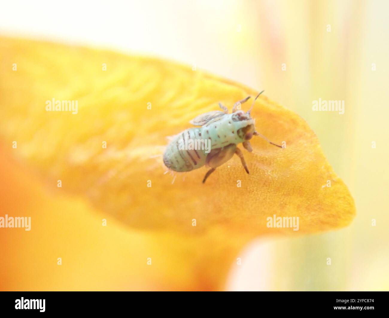 jumping plant lice (Psyllidae Stock Photo - Alamy