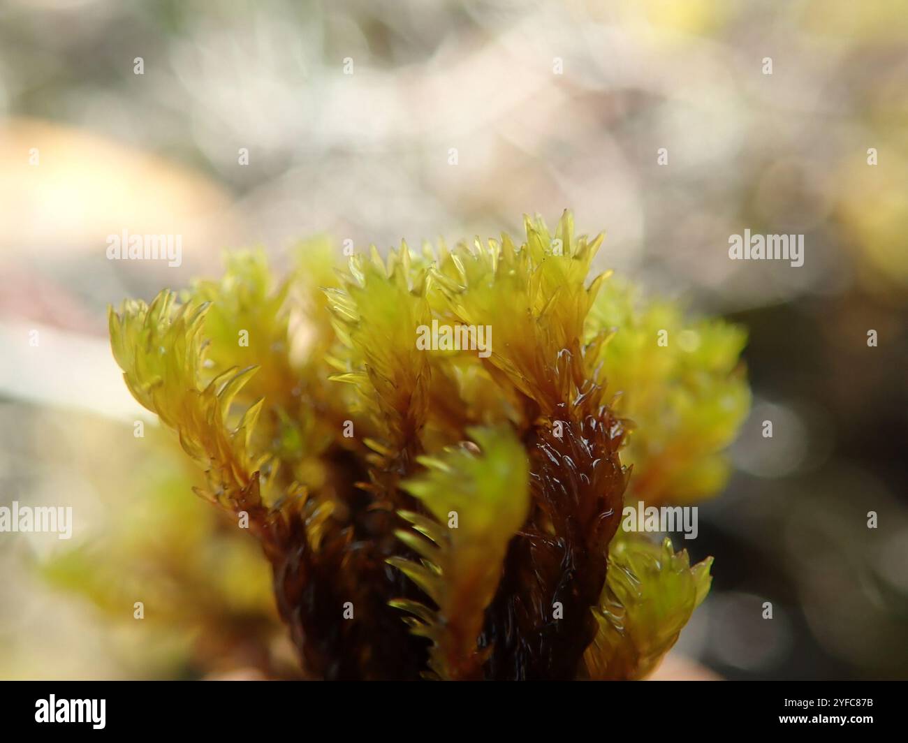Yellow Fringe-moss (Racomitrium aciculare Stock Photo - Alamy