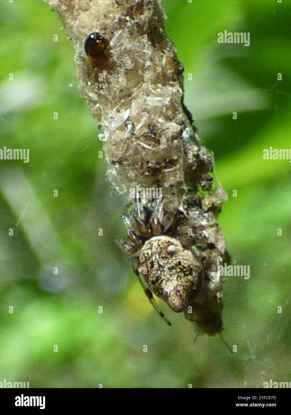 Humped Trashline Orbweaver (Cyclosa turbinata Stock Photo - Alamy