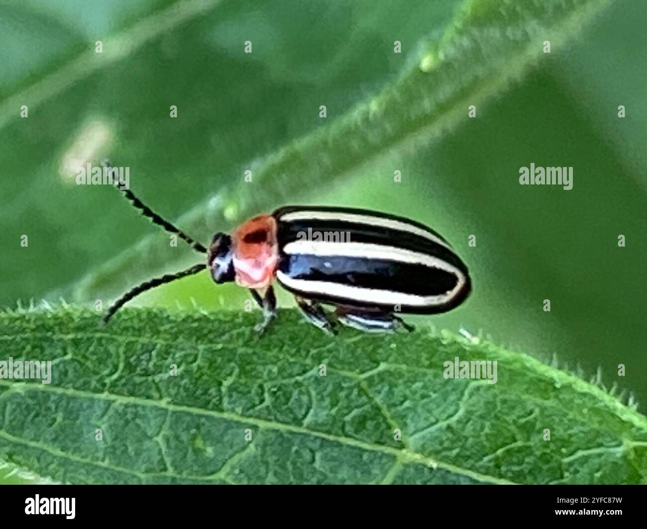 Pigweed flea beetle hi-res stock photography and images - Alamy