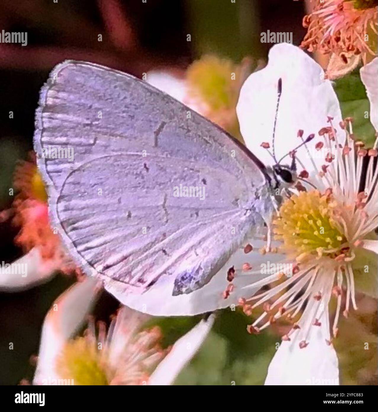 Spring Azure (Celastrina ladon Stock Photo - Alamy