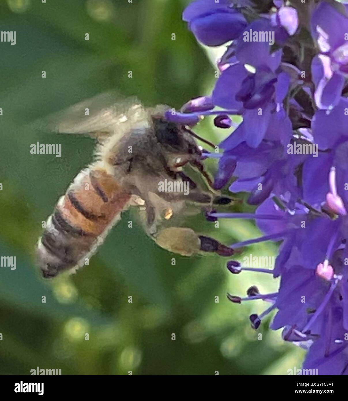 Western Honey Bee (Apis mellifera Stock Photo - Alamy