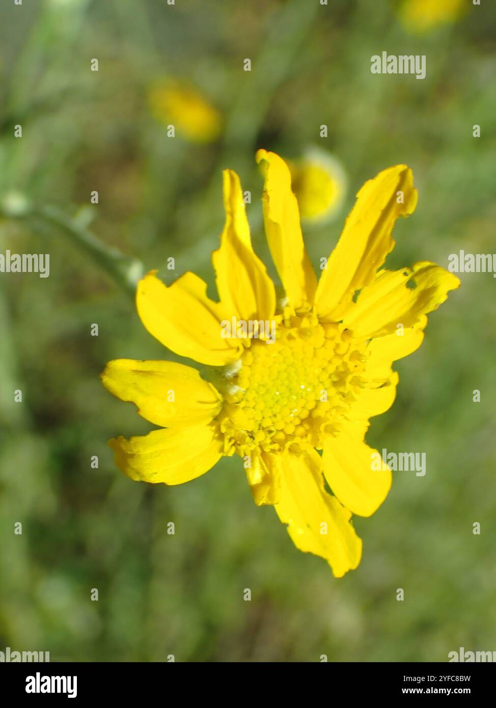 common woolly sunflower (Eriophyllum lanatum Stock Photo - Alamy