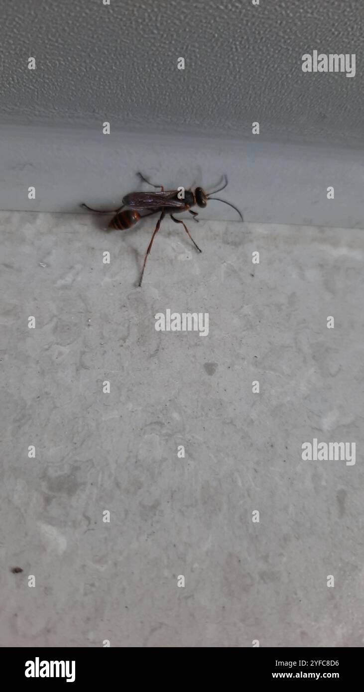 Asian Mud-dauber Wasp (Sceliphron curvatum Stock Photo - Alamy