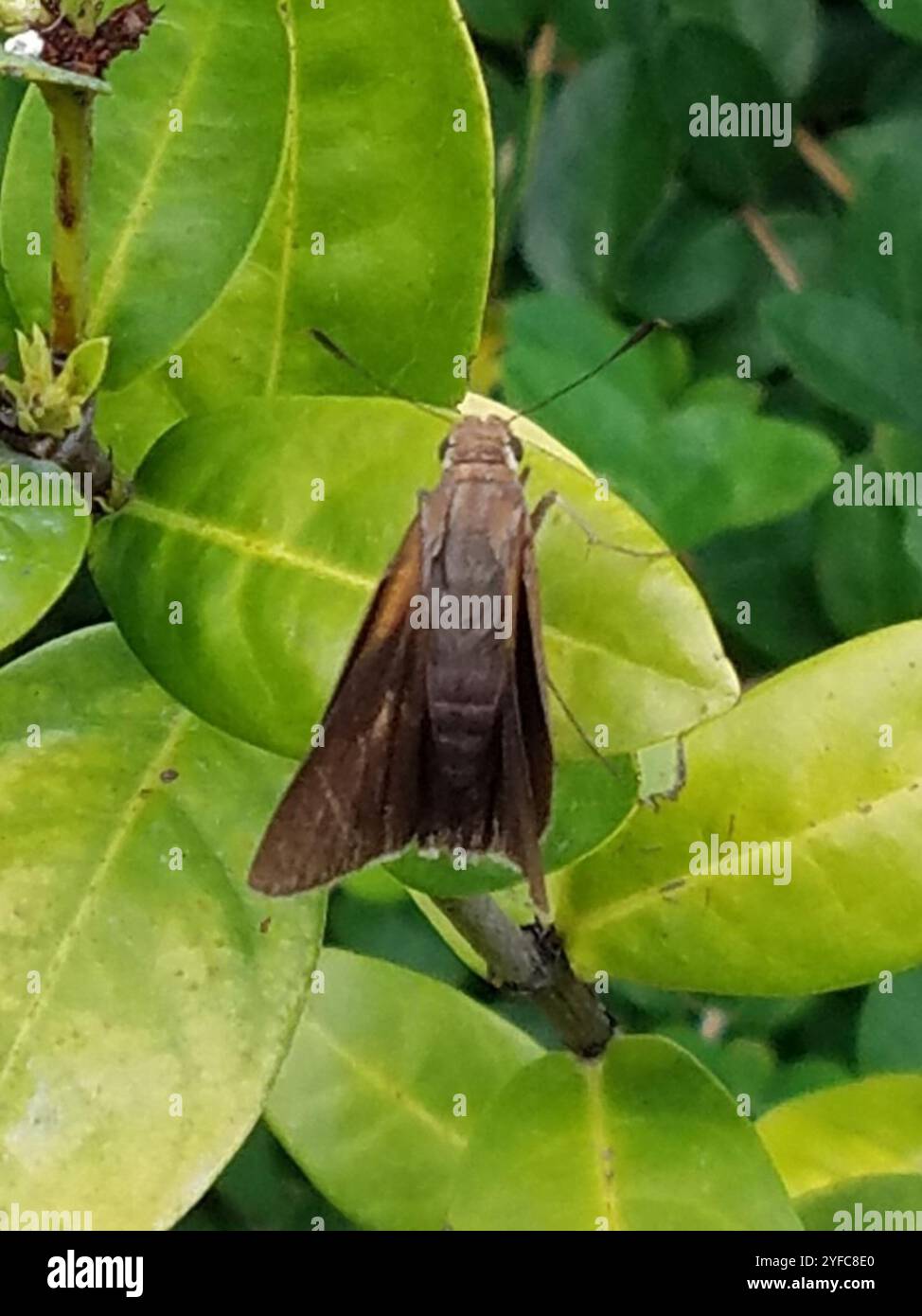 Monk Skipper (Choranthus capucinus Stock Photo - Alamy