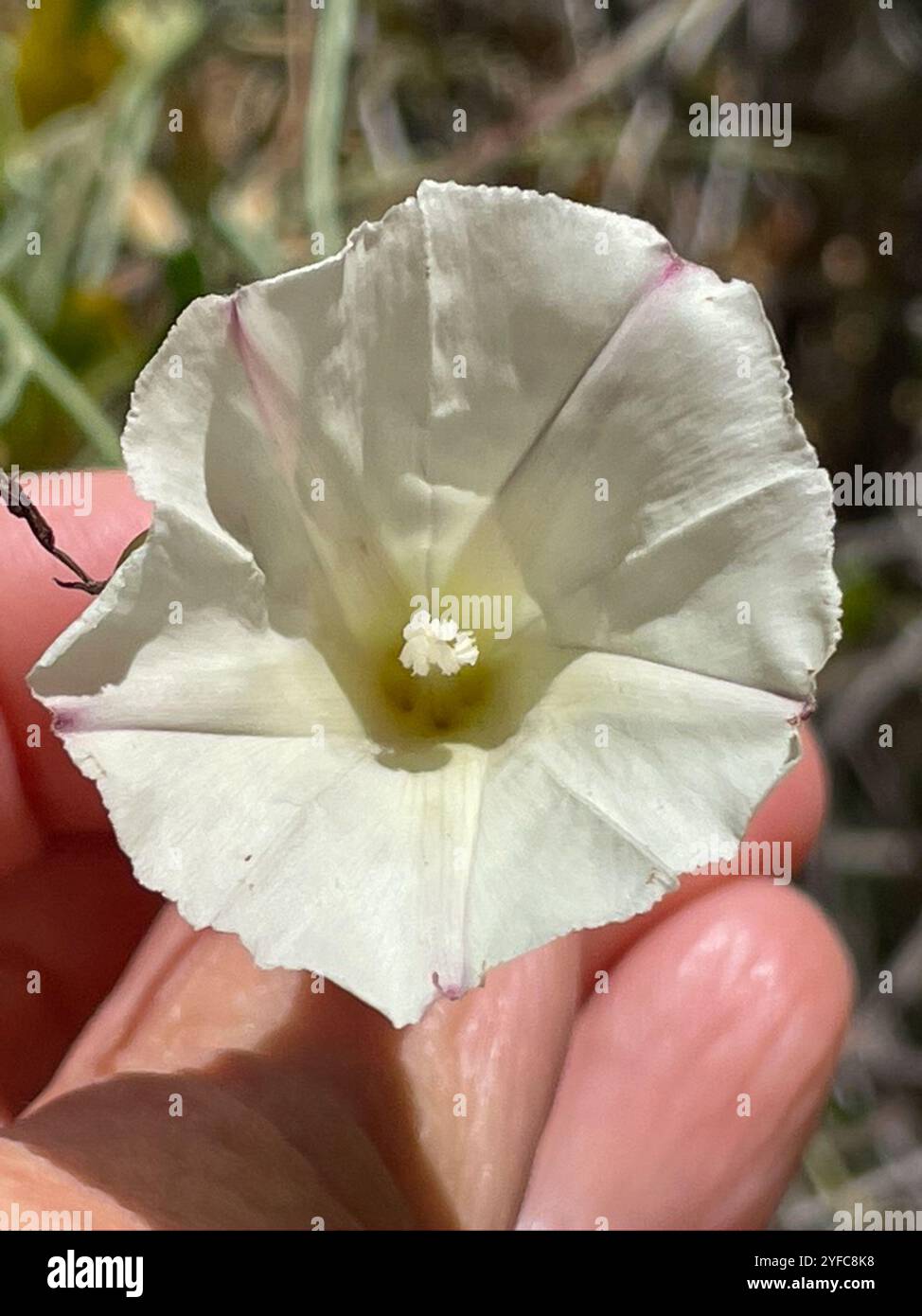 Pacific False Bindweed (Calystegia purpurata Stock Photo - Alamy