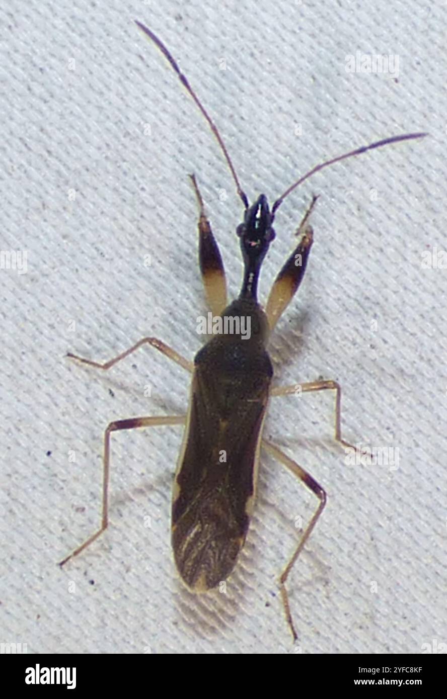 Long-necked Seed Bug (Myodocha serripes Stock Photo - Alamy