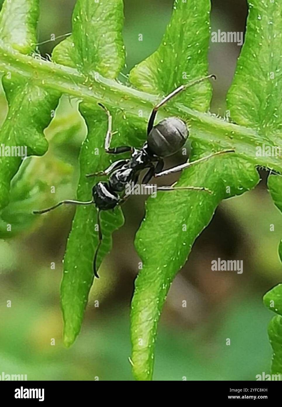 fusca-group Field Ants and Allies (Formica fusca Stock Photo - Alamy