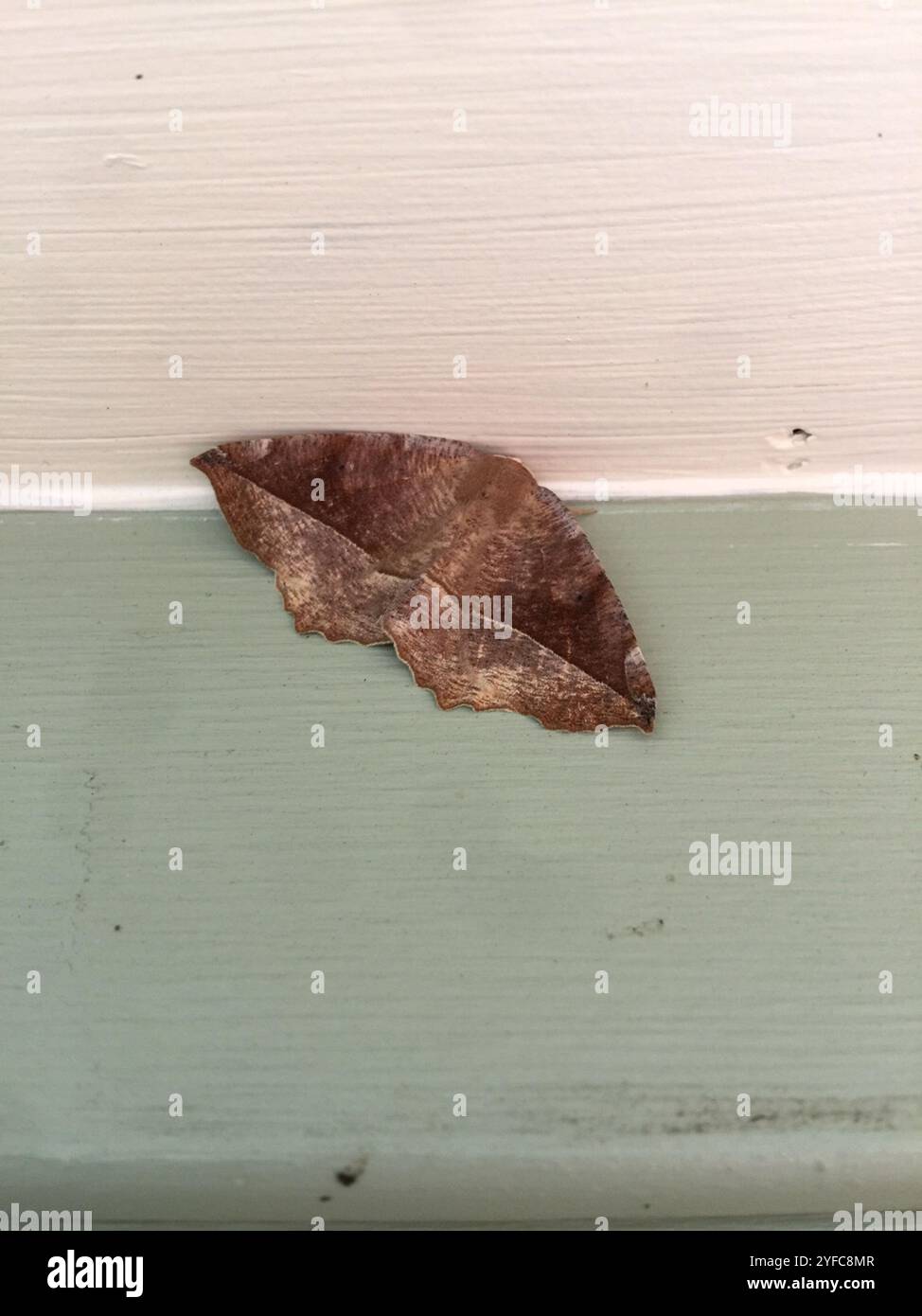 Curved-toothed Geometer Moth (Eutrapela clemataria Stock Photo - Alamy