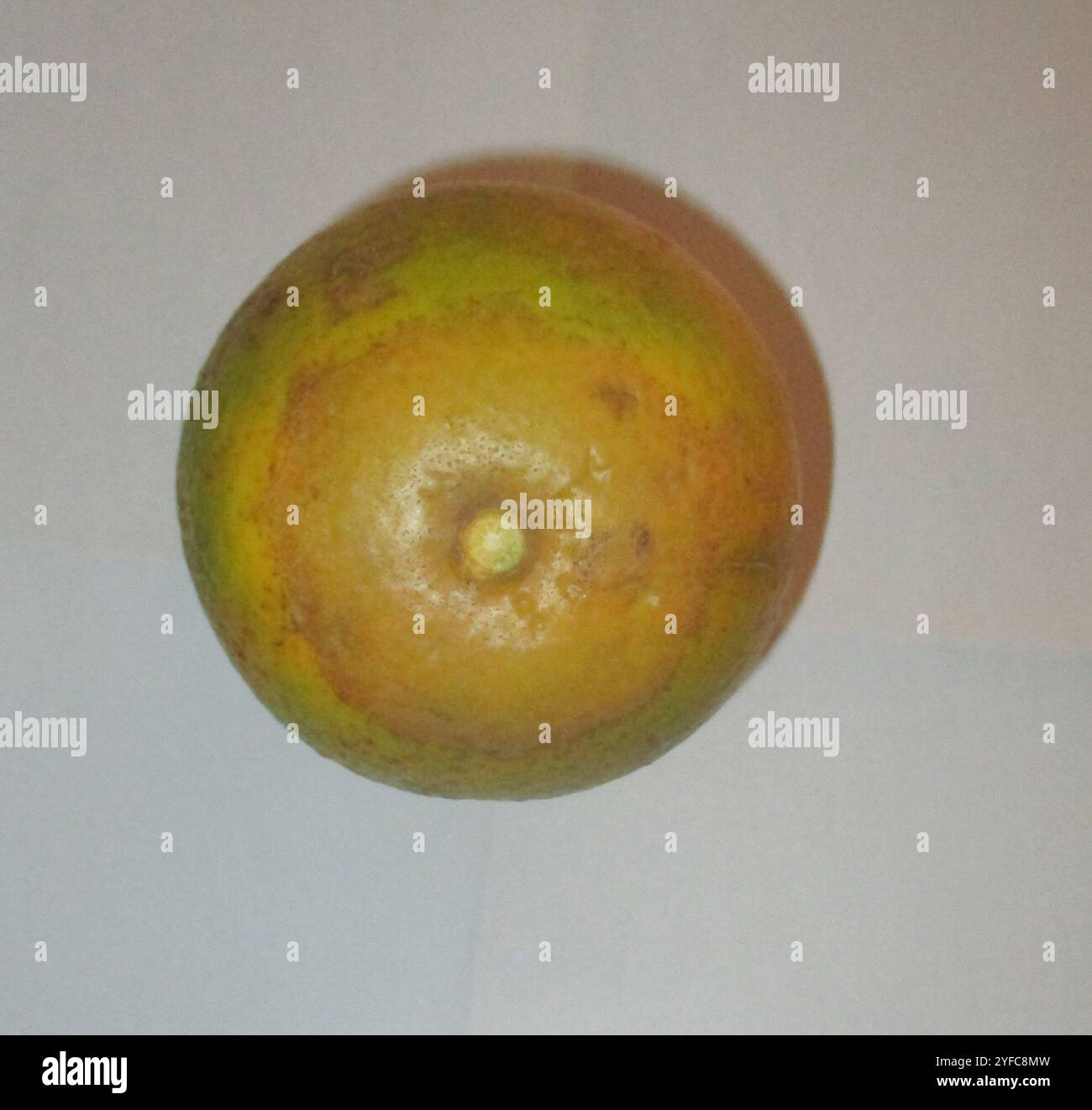 Citrus Rust Mite (Phyllocoptruta oleivora Stock Photo - Alamy