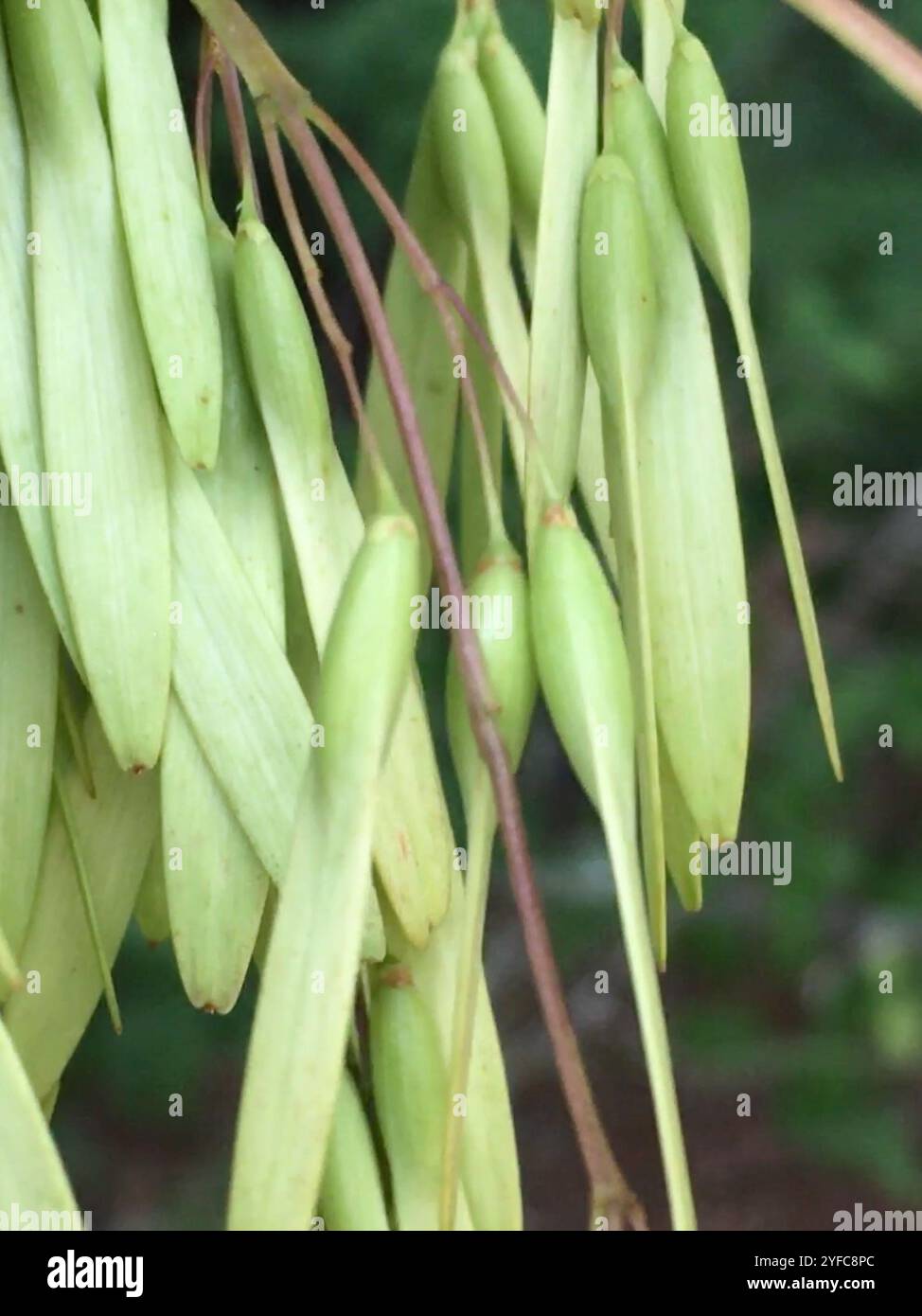 White ash fraxinus americana hi-res stock photography and images - Alamy