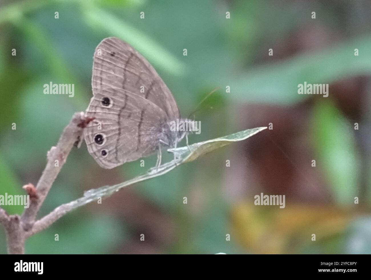 Carolina Satyr (Hermeuptychia sosybius Stock Photo - Alamy
