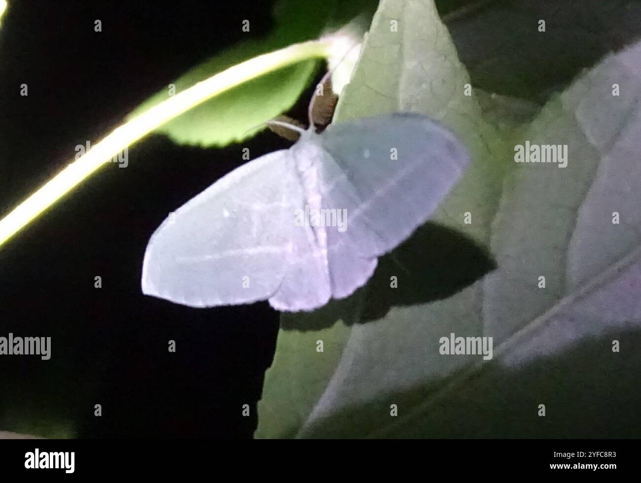 Bad-wing Moth (Dyspteris abortivaria Stock Photo - Alamy