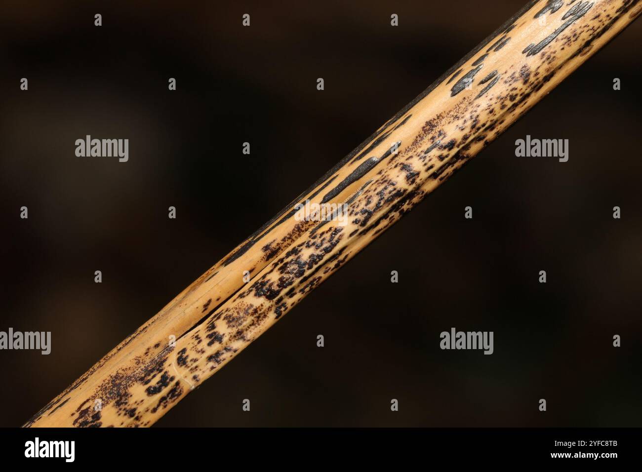 Bracken map hi-res stock photography and images - Alamy
