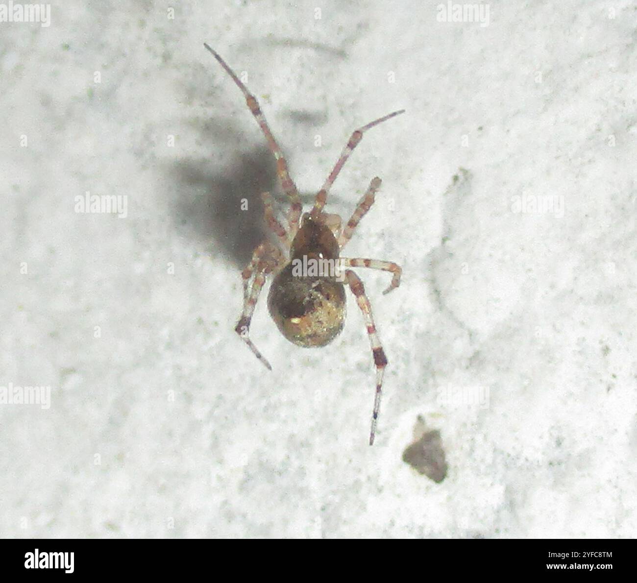 Comb-footed Spiders (Theridiidae Stock Photo - Alamy