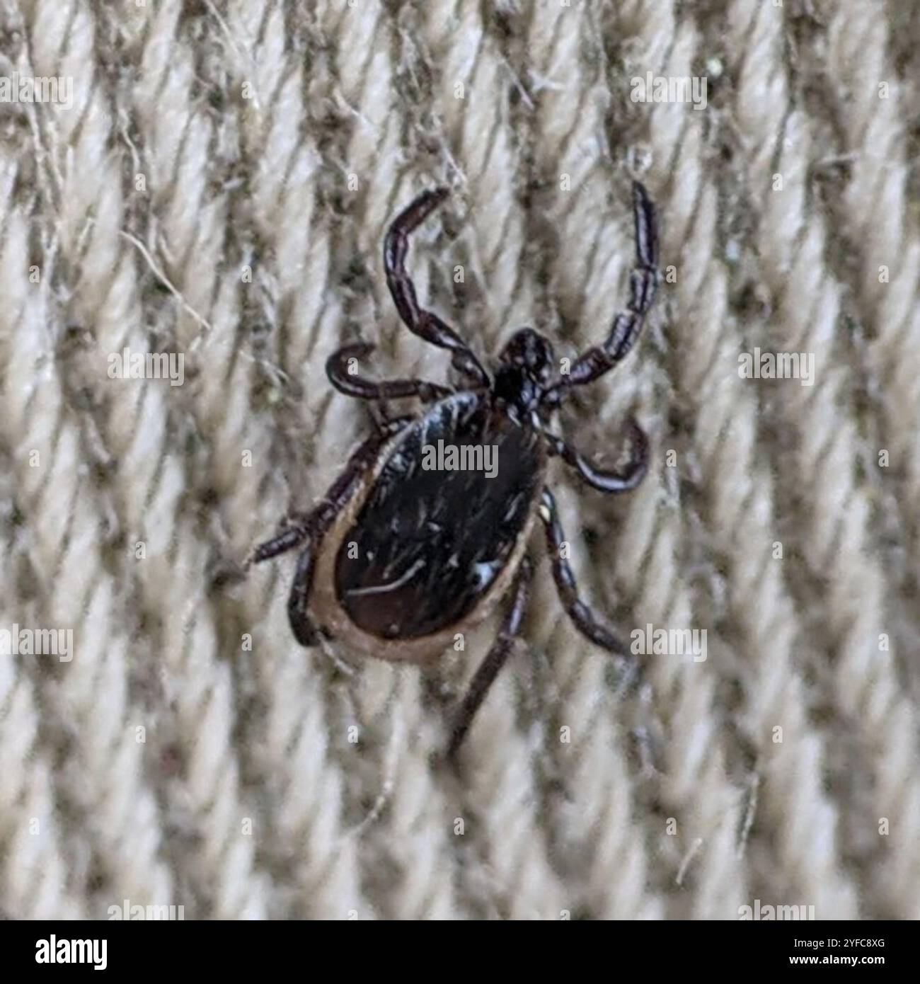 Eastern Black-legged Tick (Ixodes scapularis Stock Photo - Alamy