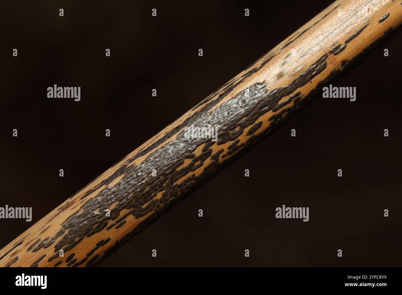 Map of bracken hi-res stock photography and images - Alamy
