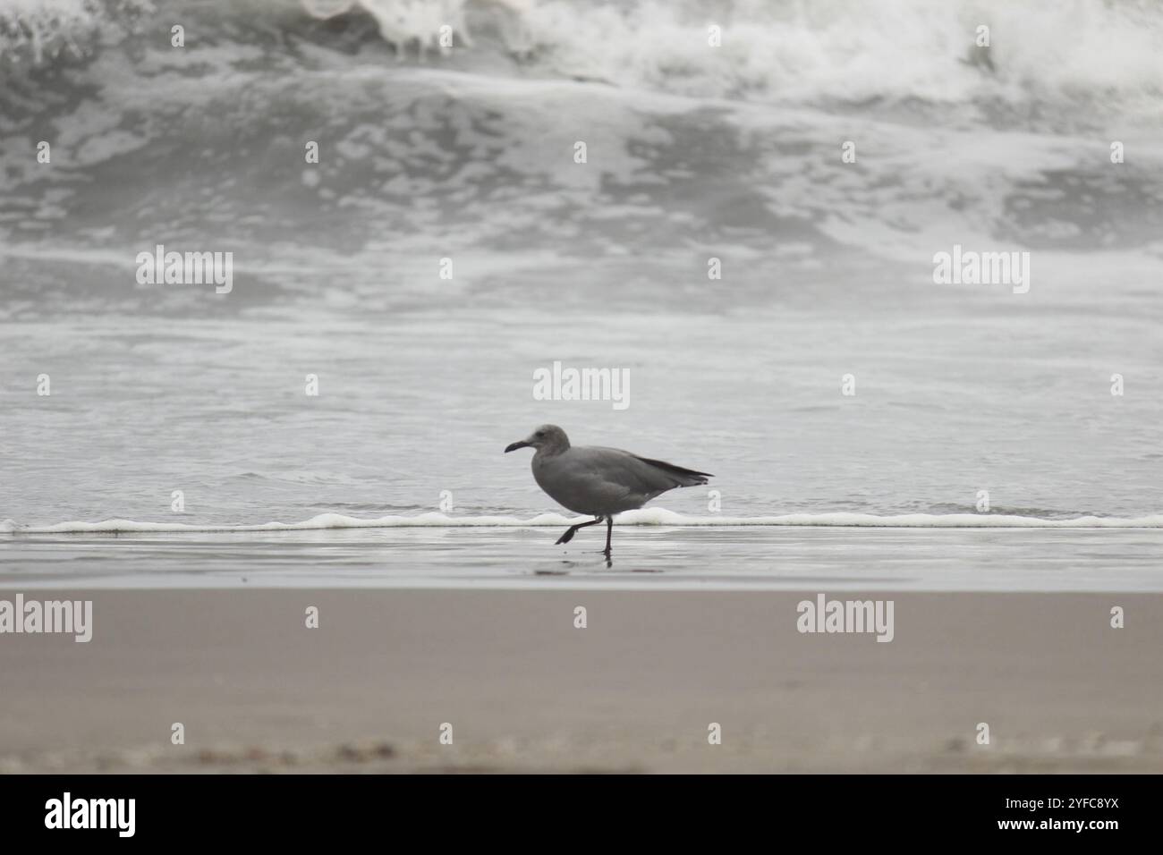 Gray Gull (Leucophaeus modestus Stock Photo - Alamy