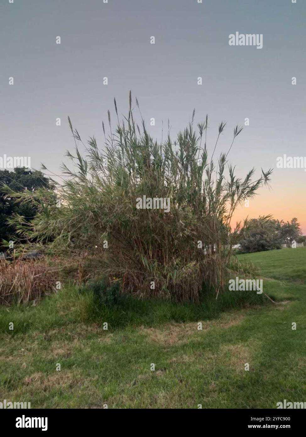 giant reed (Arundo donax Stock Photo - Alamy