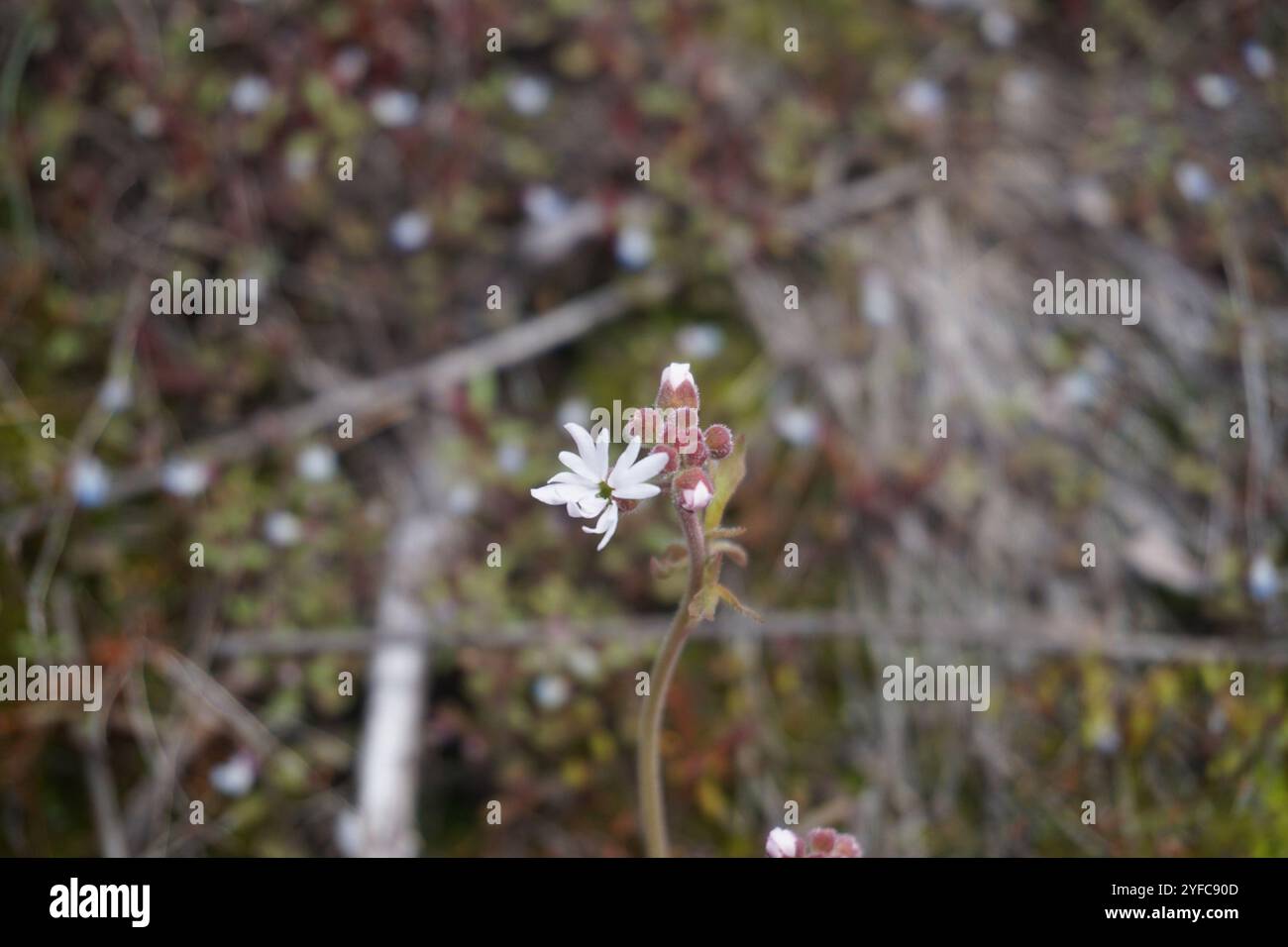 smallflower woodland star (Lithophragma parviflorum Stock Photo - Alamy