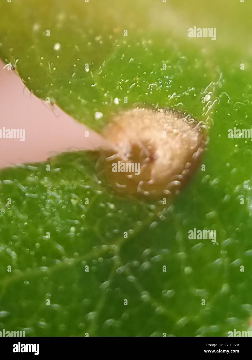 Gall and Rust Mites (Eriophyidae Stock Photo - Alamy