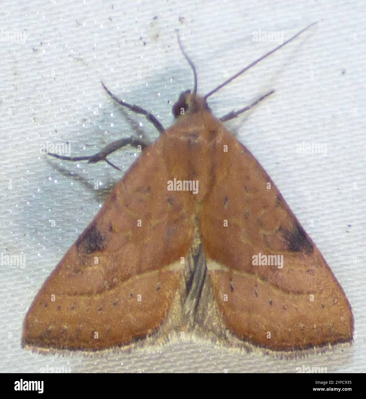 Wedgling Moth (Galgula partita Stock Photo - Alamy