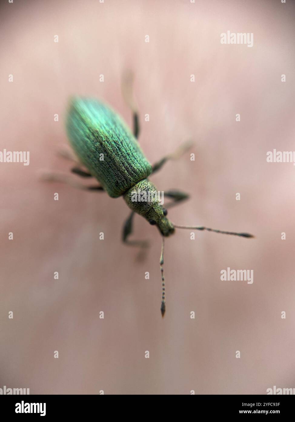 Nettle weevil (Phyllobius pomaceus Stock Photo - Alamy