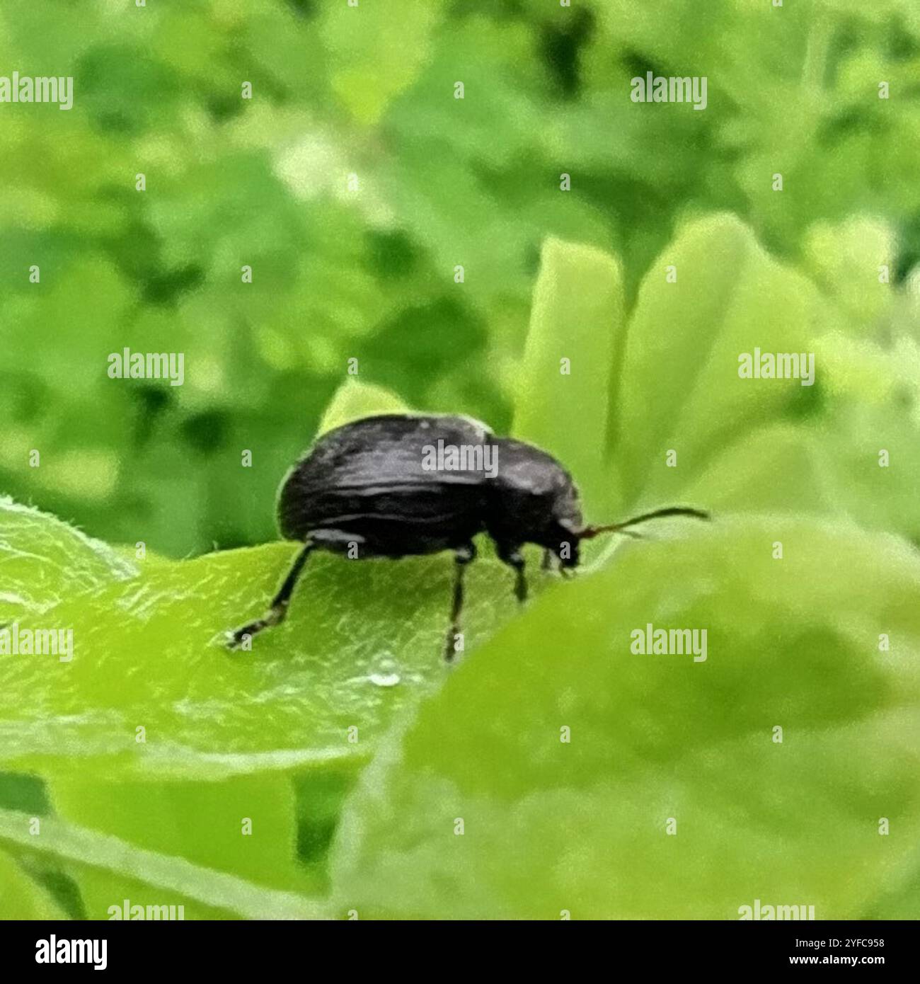 Western Grape Rootworm (Bromius obscurus Stock Photo - Alamy