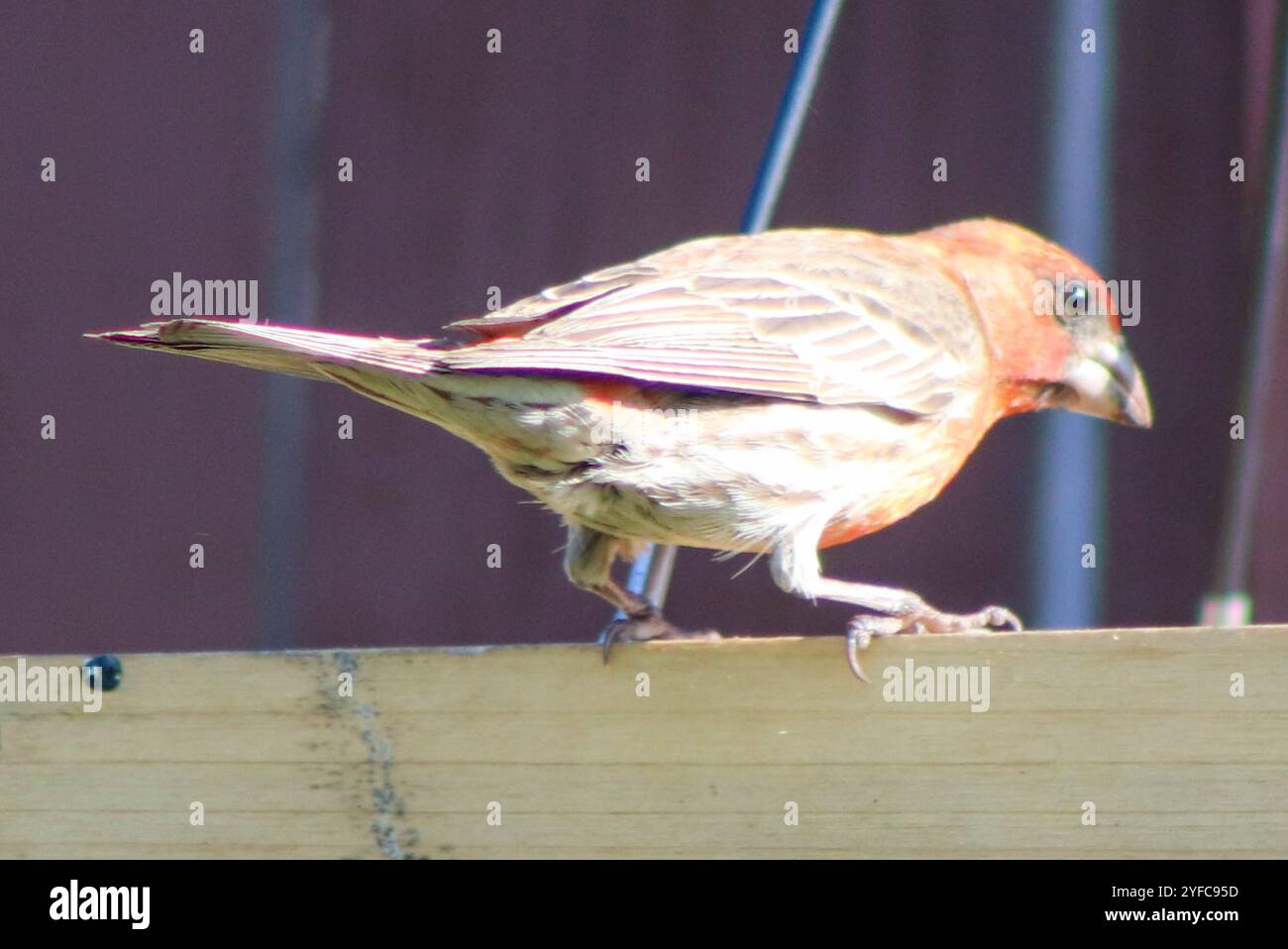 House Finch (Haemorhous mexicanus Stock Photo - Alamy