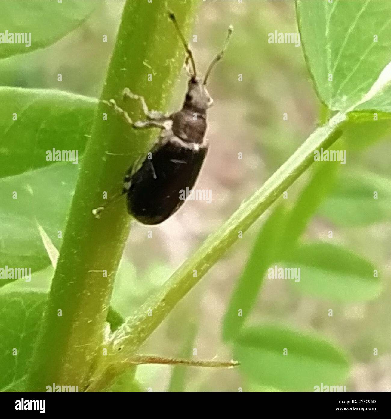 Common Leaf Weevil (Phyllobius pyri Stock Photo - Alamy