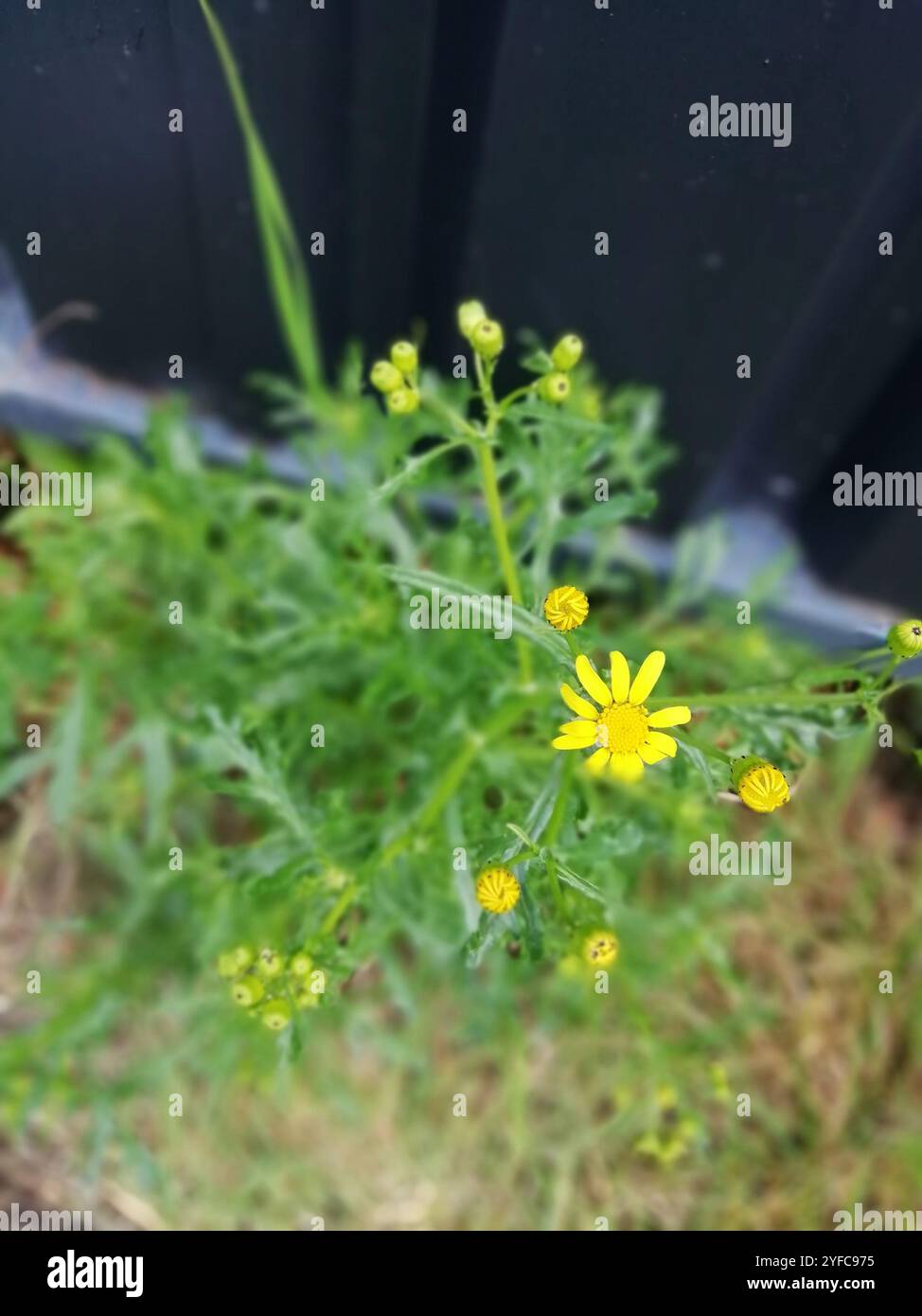 Oxford ragwort senecio squalidus hi-res stock photography and images ...