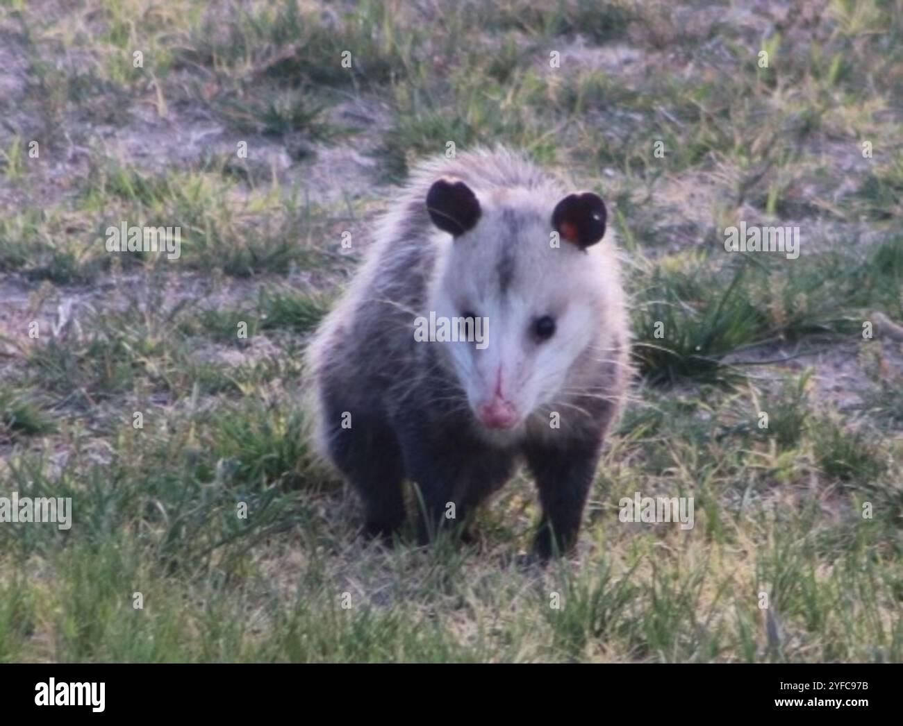 Virginia Opossum (Didelphis virginiana Stock Photo - Alamy