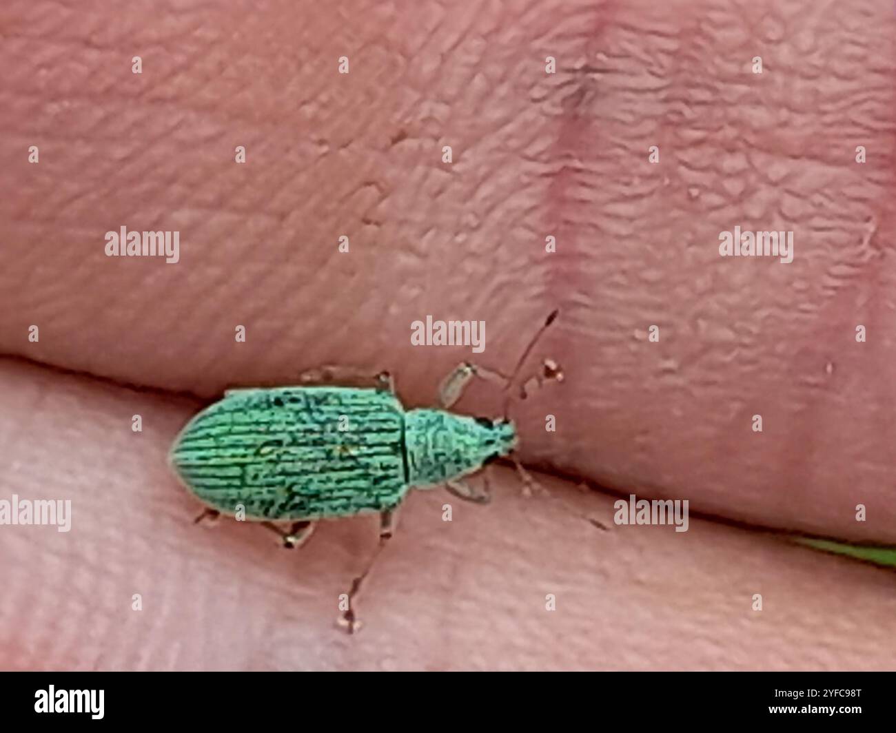 Green Immigrant Leaf Weevil (Polydrusus formosus Stock Photo - Alamy