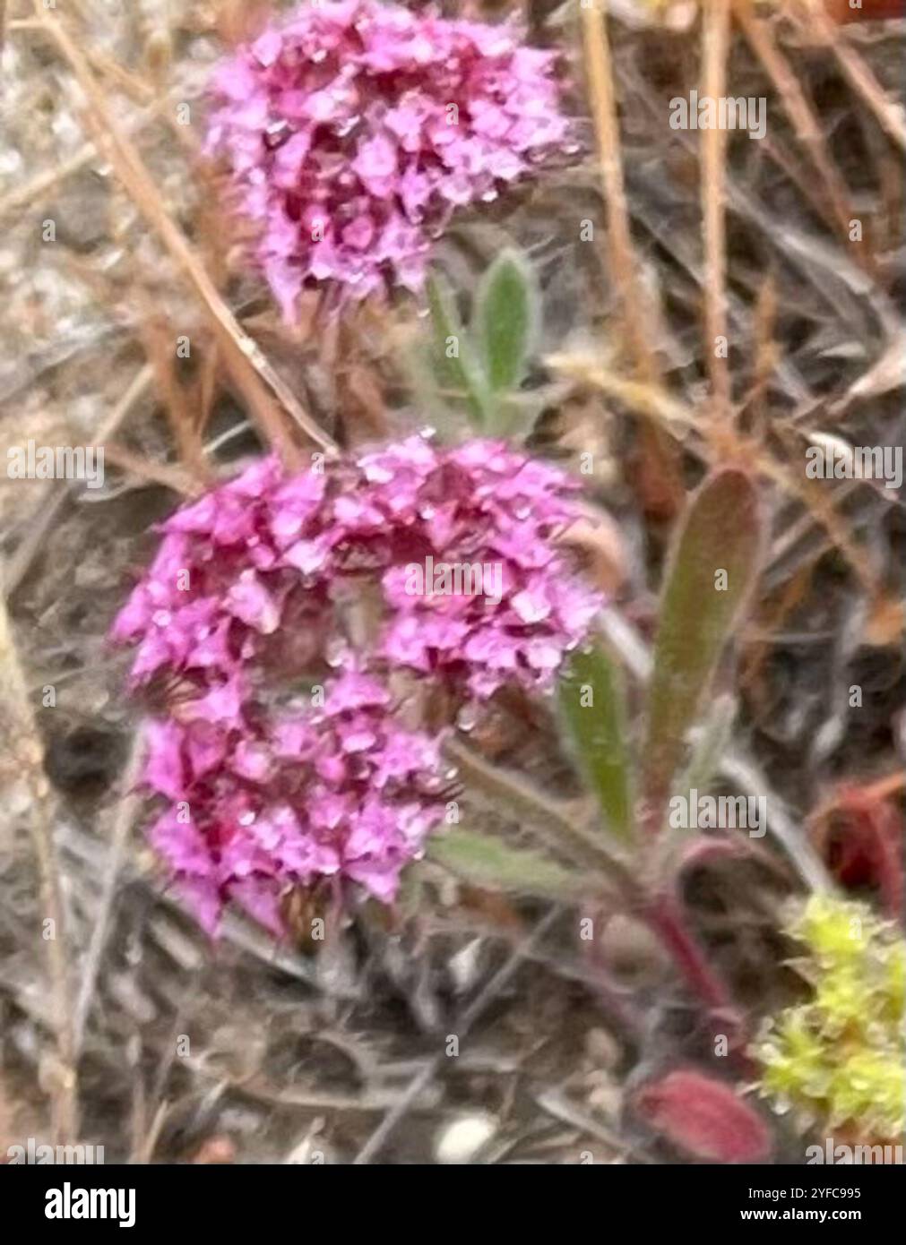 Douglas' Spineflower (Chorizanthe douglasii Stock Photo - Alamy