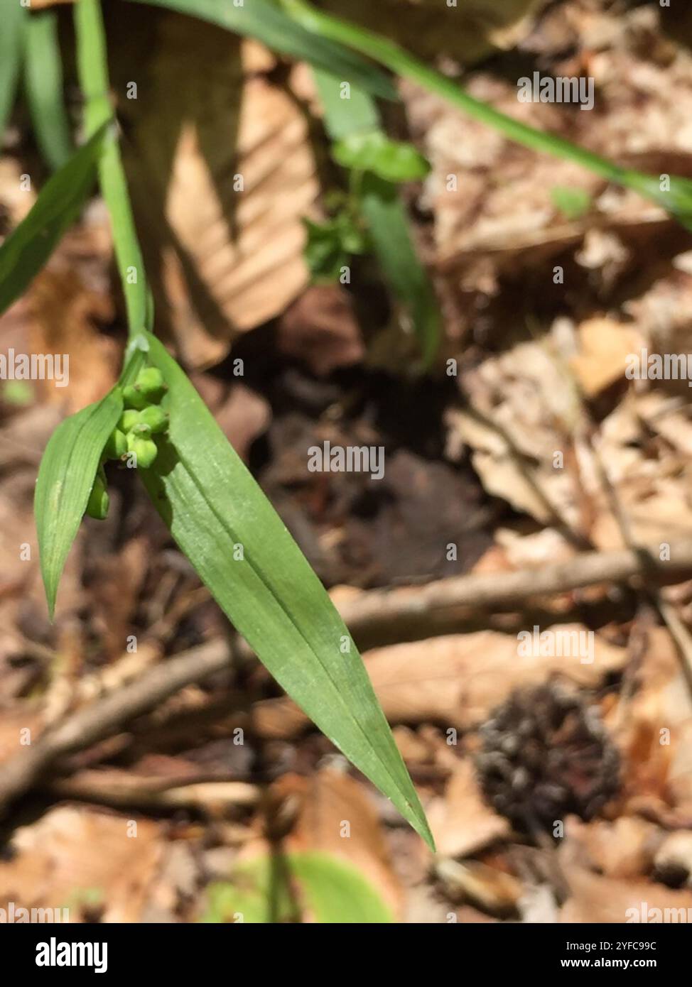White Bear Sedge (Carex albursina Stock Photo - Alamy