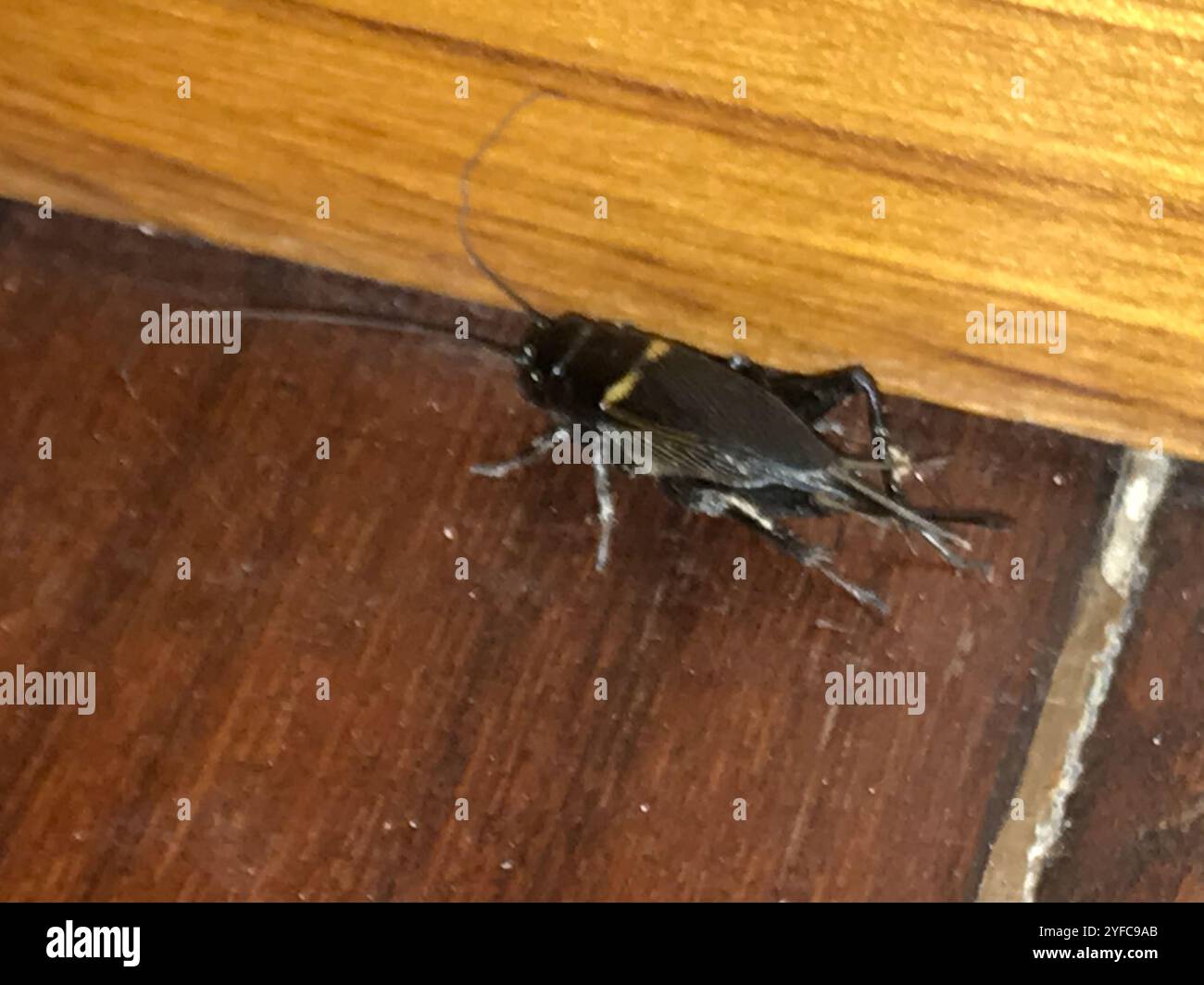 Southern Field Cricket (Gryllus bimaculatus Stock Photo - Alamy