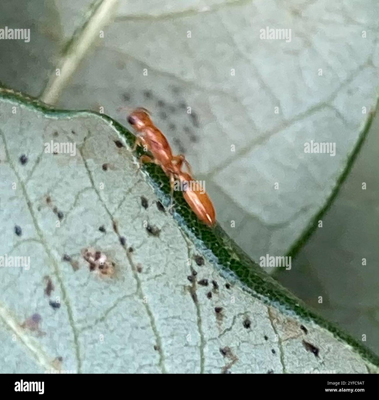 Simple Twig Ant (Pseudomyrmex simplex Stock Photo - Alamy