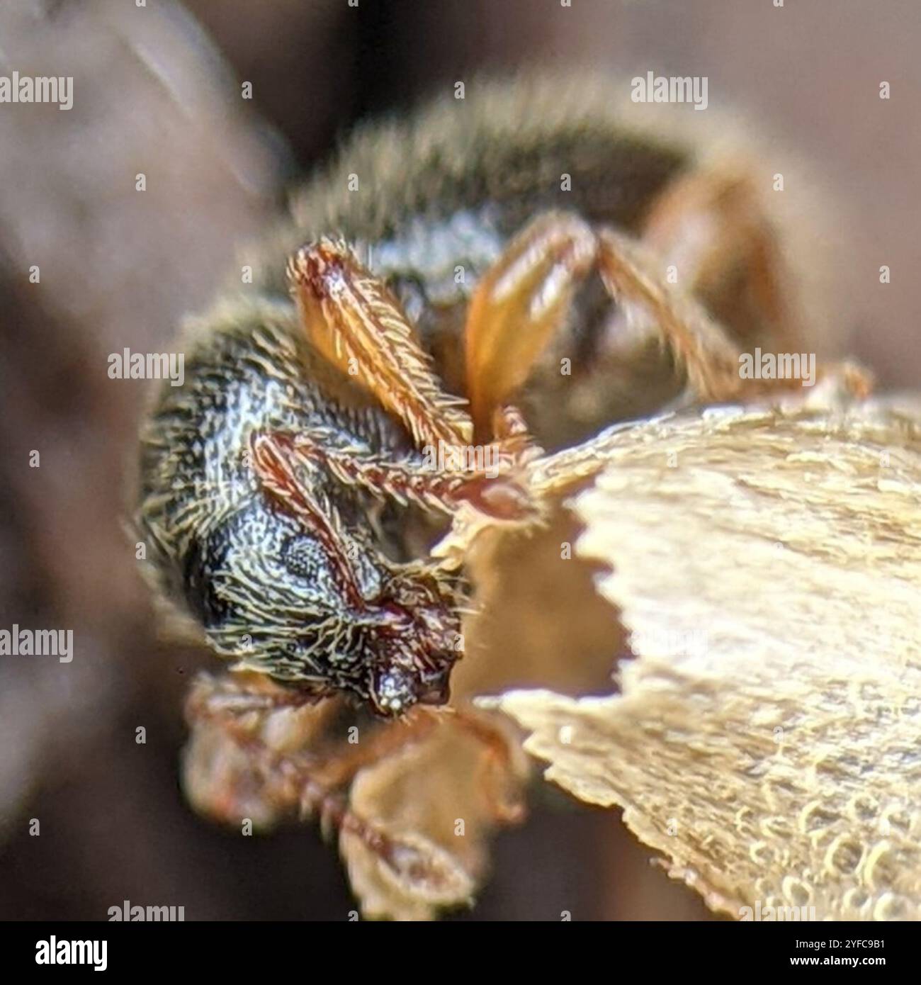Hairy Spider Weevil (Barypeithes pellucidus Stock Photo - Alamy