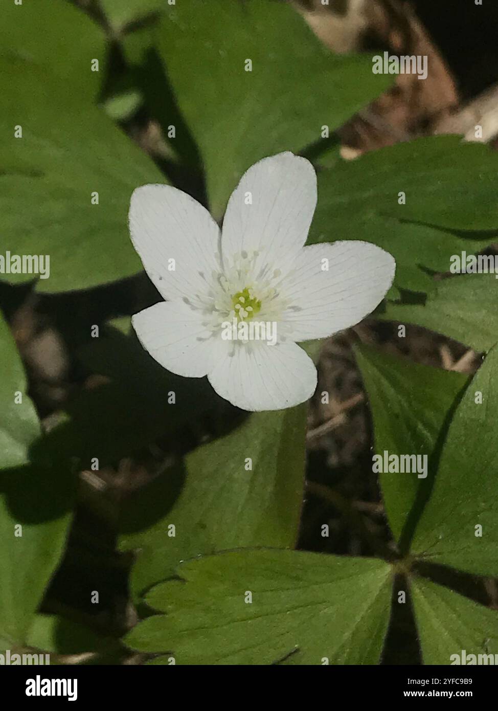 wood anemone (Anemonoides quinquefolia Stock Photo - Alamy